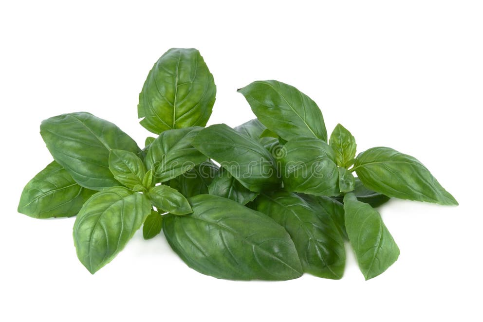 Fogli del basilico fotografia stock. Immagine di basilico - 15304710