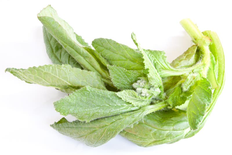 Foglie di Borragine fotografia stock. Immagine di gambo - 19161486