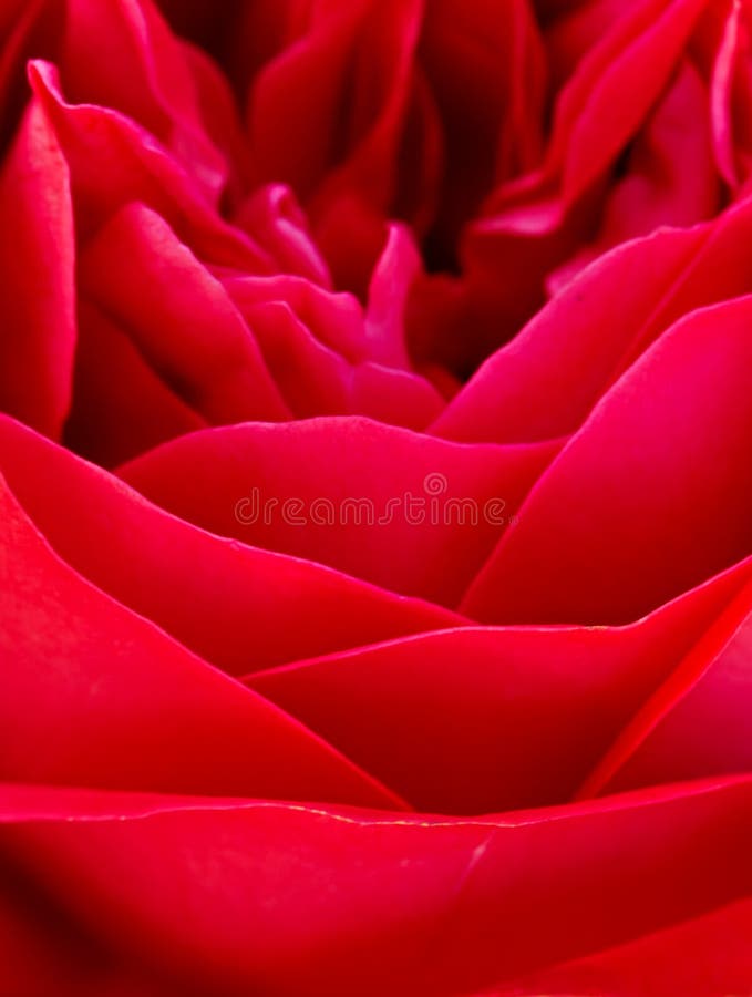 Fogli della Rosa fotografia stock. Immagine di pazienza - 9133074