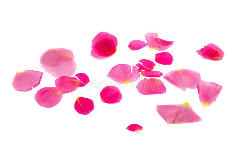 Rose Leaves bagnata fotografia stock. Immagine di bianco - 139138320