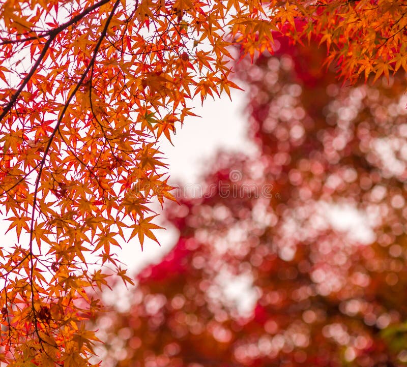 Fogli Di Autunno, Fuoco Molto Poco Profondo Immagine Stock - Immagine ...