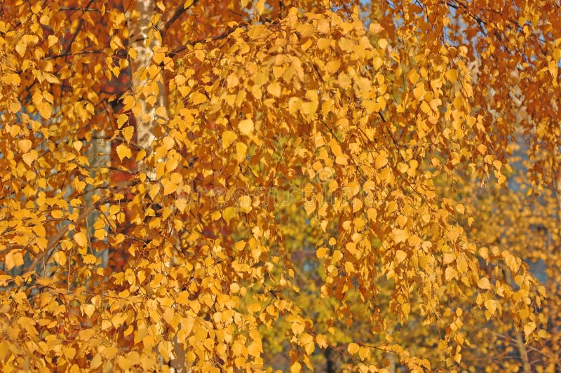 Fogli Di Colore Giallo. Albero Di Betulla. Immagine Stock - Immagine di ...