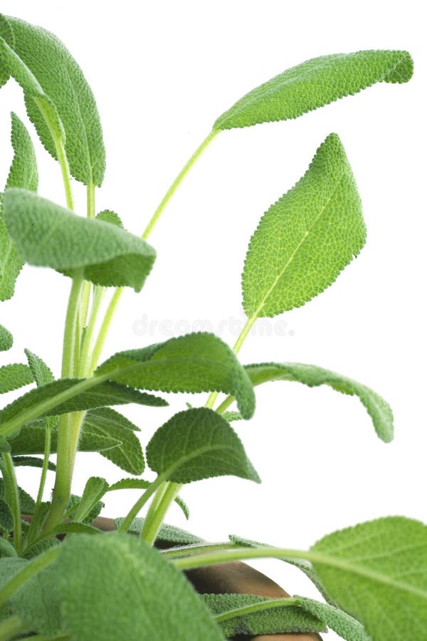 Fogli di salvia fotografia stock. Immagine di condimento - 14656966