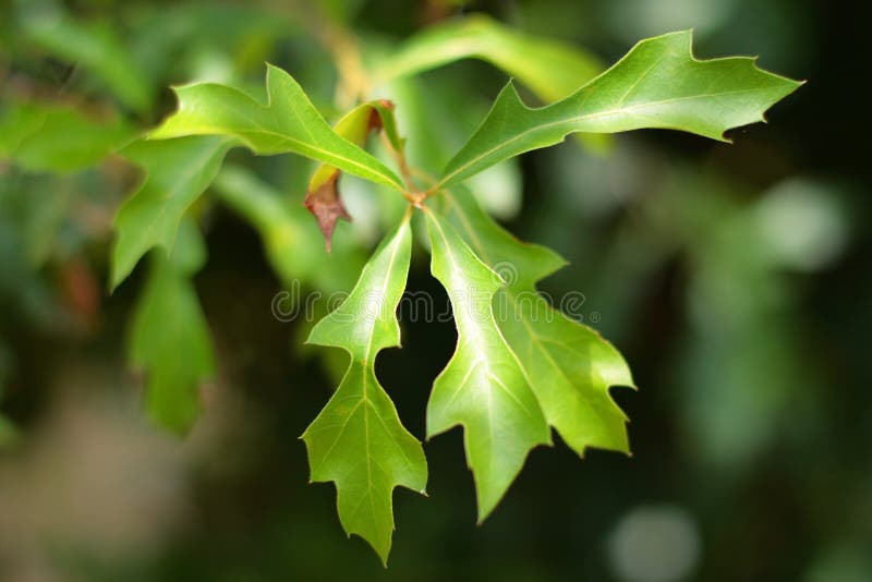 Alnus Nitida Ovest Himalayan Alder Latifoglia Di Himalayas Fotografia ...