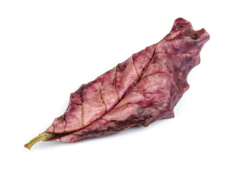 Foglia Rossa Pezzata Di Autunno Dell'albero Di Olmo Isolata Fotografia ...