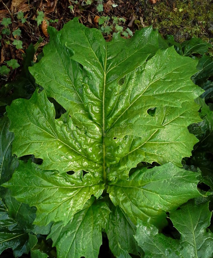 {parola chiave} Foto stock - Foto stock gratuite e royalty free da ...