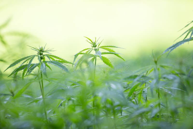 Foglia Della Cannabis, Pianta Di Marijuana Immagine Stock - Immagine di ...