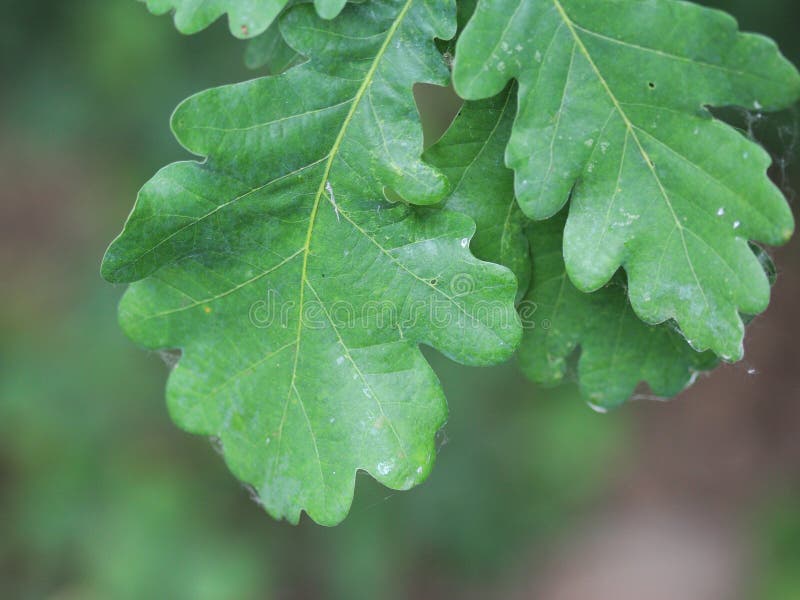 Foglie Della Quercia Quercus Robur Foto Stock - Download 46 Royalty ...