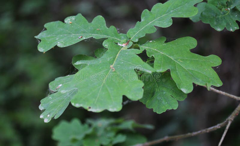 Foglie Della Quercia Quercus Robur Foto Stock - Download 46 Royalty ...