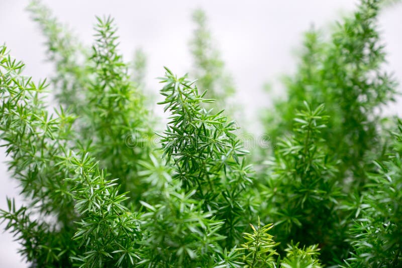 Fronda di felce volpina immagine stock. Immagine di struttura - 65791023