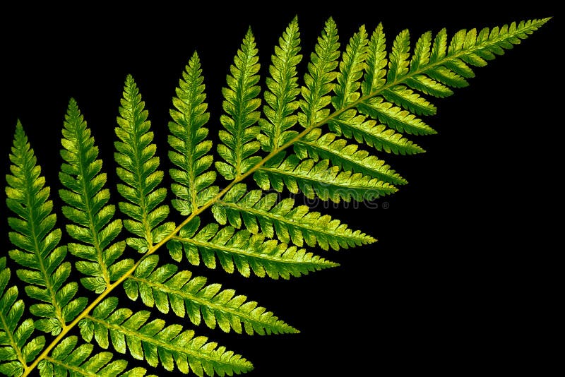 Foglia Della Felce in Foresta Immagine Stock - Immagine di esterno ...