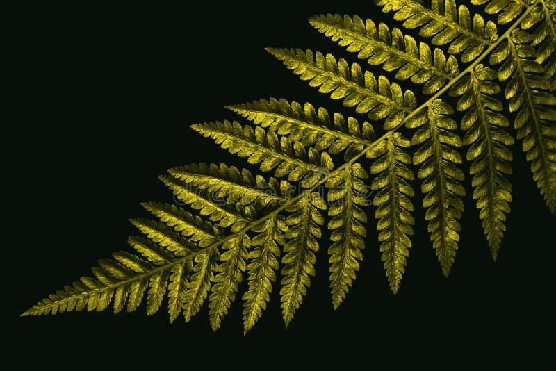 Grande Foglia Riccia Della Felce in Foresta Fotografia Stock - Immagine ...