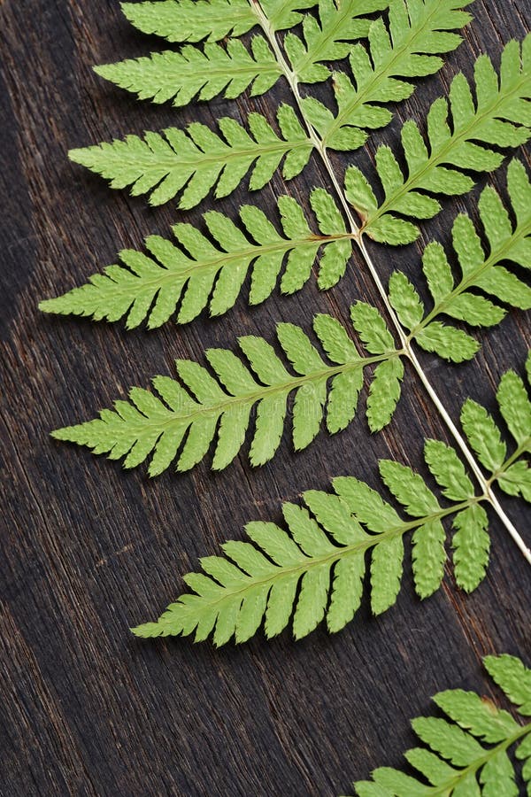 Foglia Della Felce Isolata Su Fondo Bianco Immagine Stock - Immagine di ...