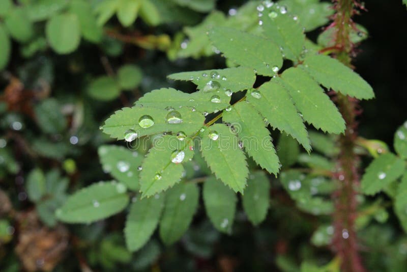 Foglia della rosa di verde immagine stock. Immagine di gocce - 71964881