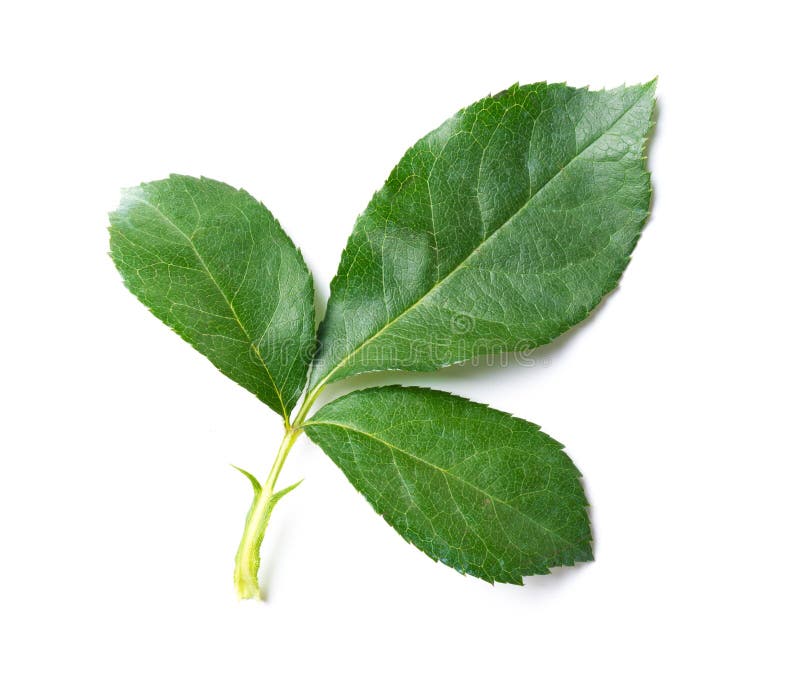 Foglia Della Rosa Di Verde Isolata Su Bianco Fotografia Stock ...