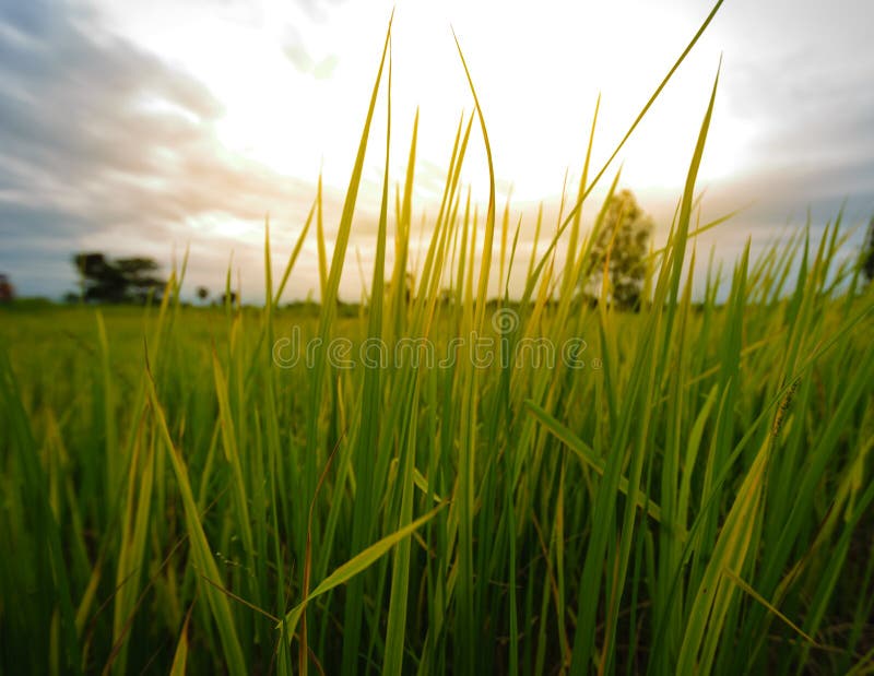Foglia Delle Piante Di Riso Fotografia Stock - Immagine di campagna ...