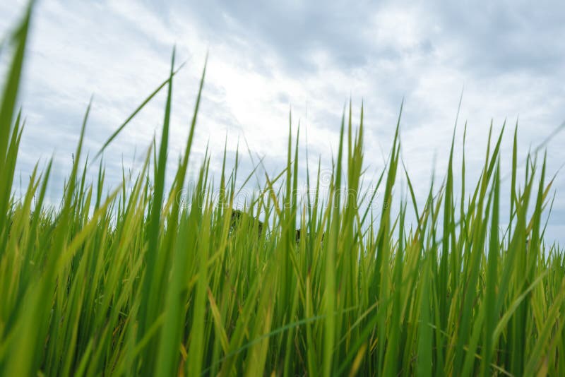 Foglia Delle Piante Di Riso Fotografia Stock - Immagine di asiatico ...