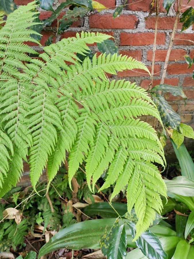 Foglia Della Felce Nel Giardino Fotografia Stock - Immagine di rugiada ...