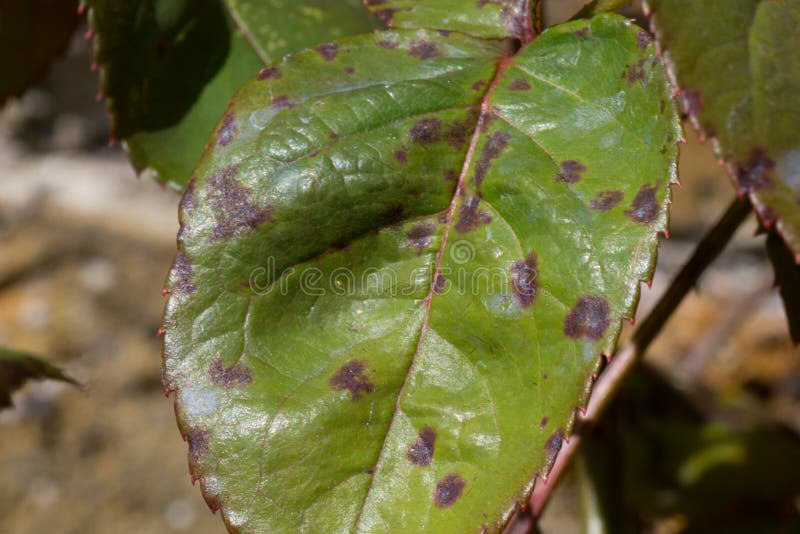 La Batteriosi Del Susino Su è Aumentato Foglie Fotografia Stock ...