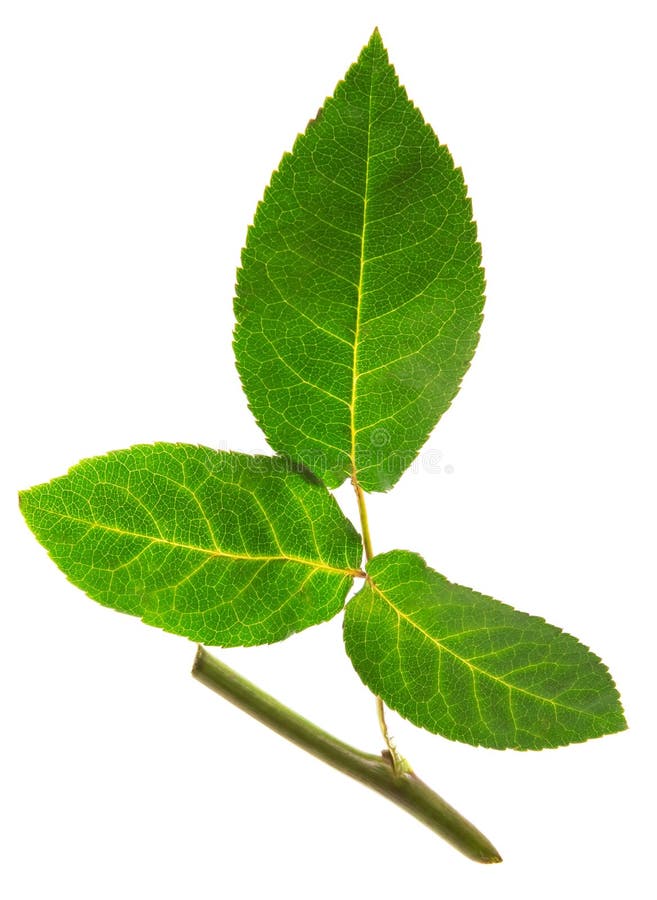 Foglia Di Rosa Con Il Gambo Immagine Stock - Immagine di flora, colore ...