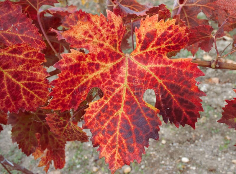Foglia Di Un Albero Della Vite Immagine Stock - Immagine di giardino ...