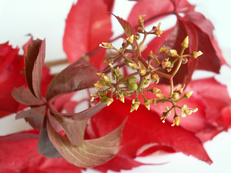 Foglia di vite rossa immagine stock. Immagine di giallo - 48928705