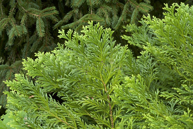 56,870 Cipresso Foto - Foto Stock Gratis e Royalty-Free da Dreamstime