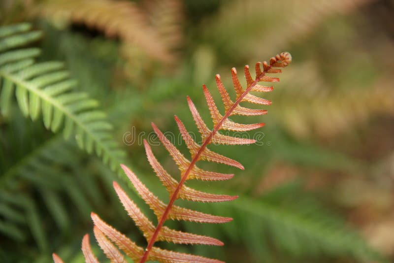 Foglia rossa della felce fotografia stock. Immagine di clorofilla ...