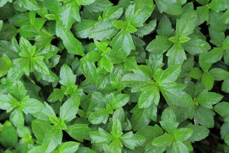 Foglia Di Cespuglio Verde Con Un Piccolo Fiore Giallo Sullo Sfondo ...