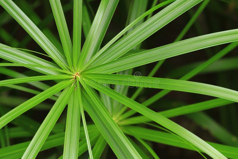 Pianta Egiziana Del Carice Del Papiro Su Un Fondo Bianco Immagine Stock ...