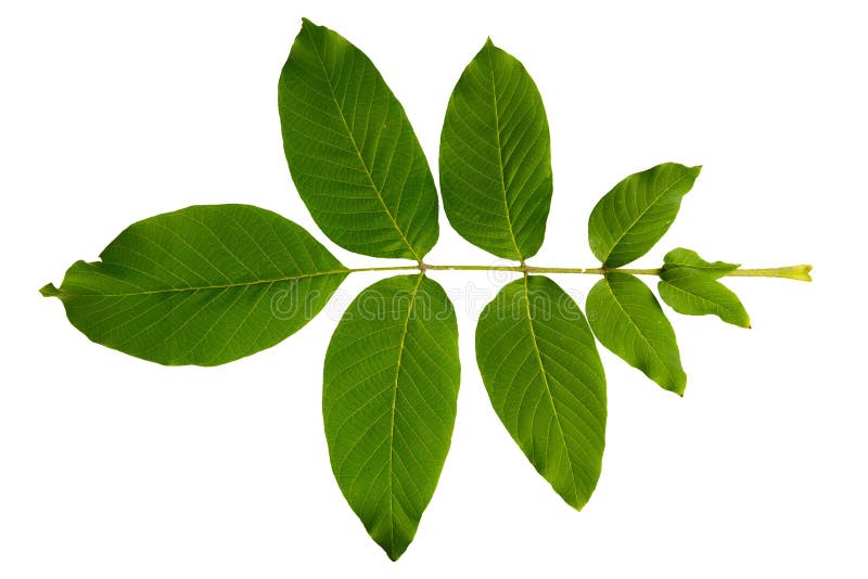 Foglia Verde Della Noce Isolata Sul Backgro Bianco Fotografia Stock ...