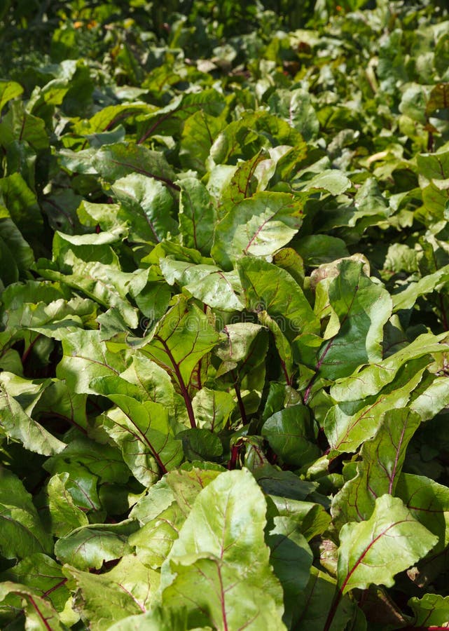 Piantine Crescenti Della Bietola Rossa in Suolo Immagine Stock ...