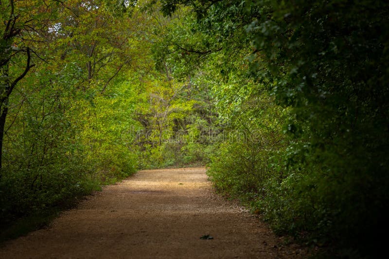 Fogliame Verde Con Angolo Di Percorso Forestale Immagine Stock ...