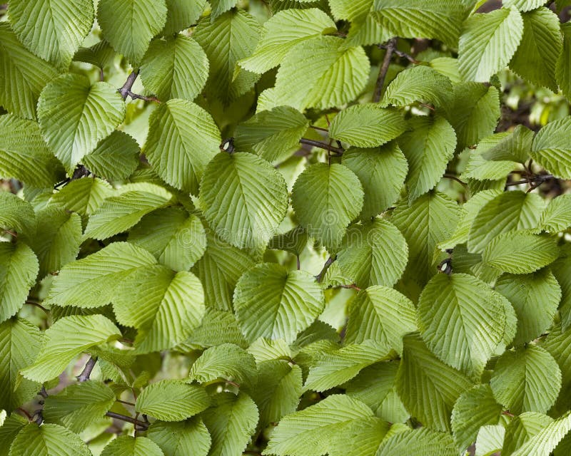 Foglie stock photo. Image of floor, texture, spring, pattern - 23342900