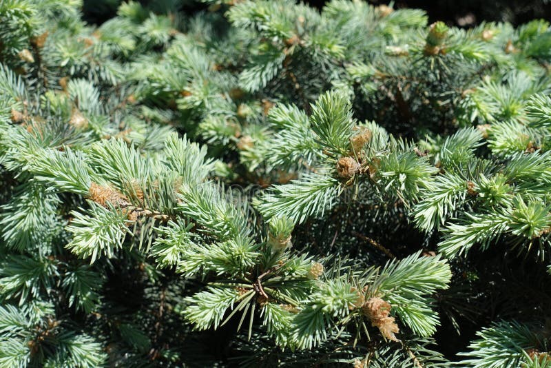 Fogli aghiformi fotografia stock. Immagine di fiori, ornamentale - 22938292