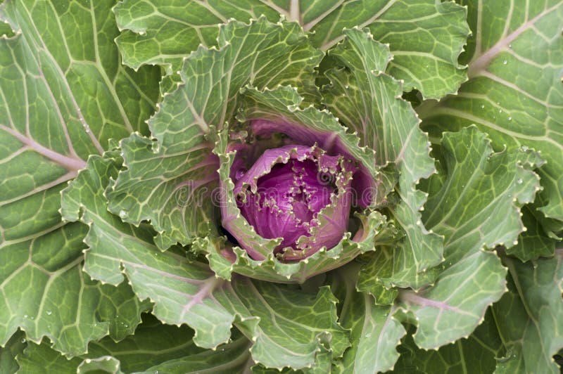 Foglie Di Cavolo Riccio E Centro Rosa Fotografia Stock - Immagine di ...