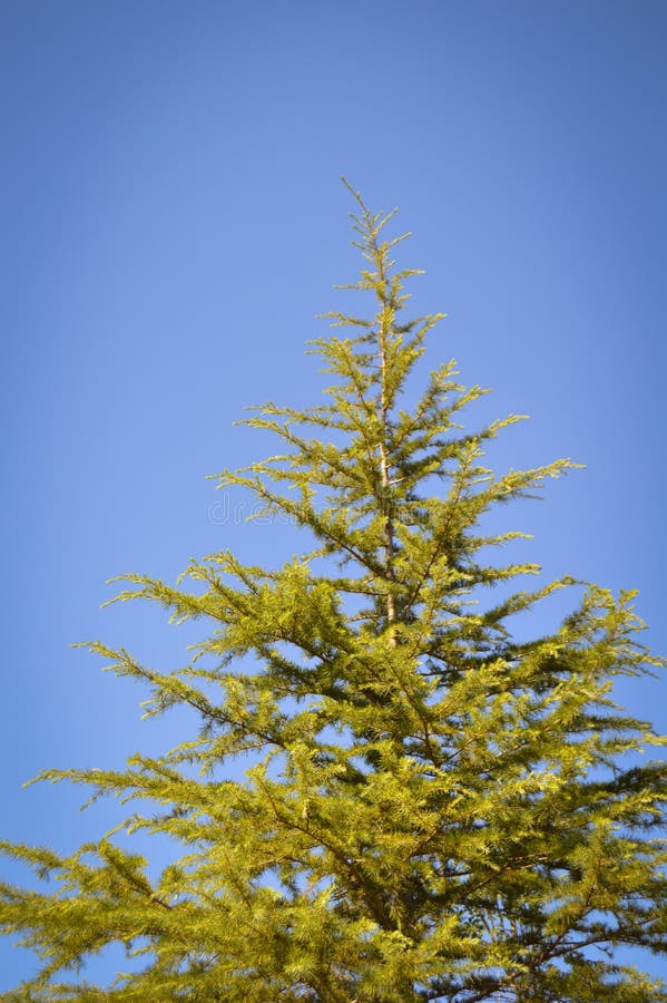 Albero di pino fotografia stock. Immagine di coperture - 68901248