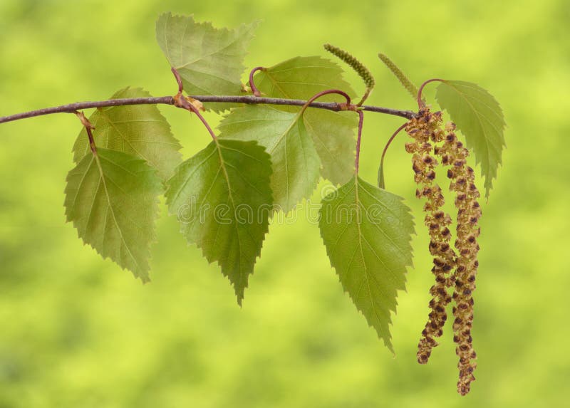 Fiori Degli Olmi, Karagach Albero Di Olmo, Frutti Fotografia Stock ...