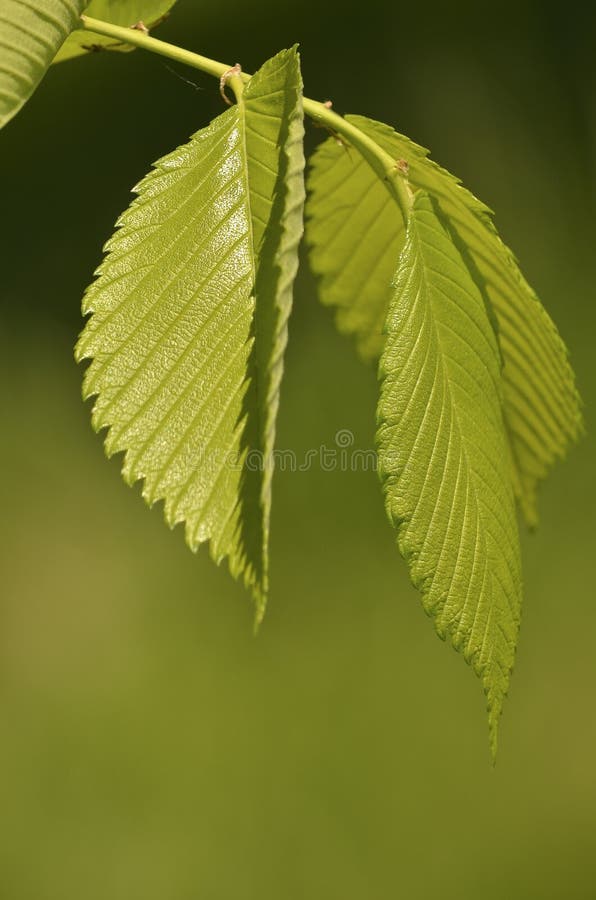 Foglie dell'olmo immagine stock. Immagine di albero, americano - 41225705