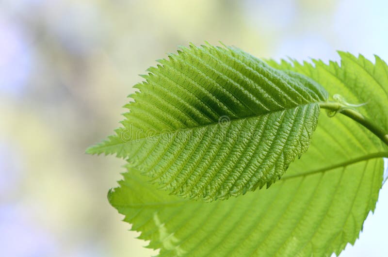 Foglie Dell'olmo Isolate Ramifichi Con I Giovani Fogli Immagine Stock ...