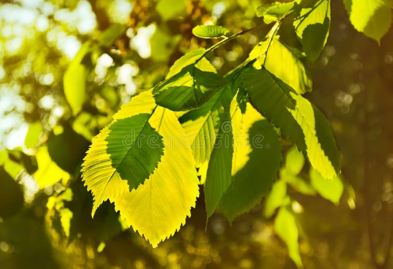 Foglie dell'olmo immagine stock. Immagine di americana - 41225705