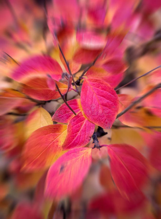 Foglie Di Autunno Rosse Vaghe Immagine Stock - Immagine di immagine ...