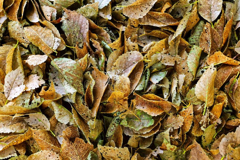 Foglie di decomposizione fotografia stock. Immagine di macro - 56683800