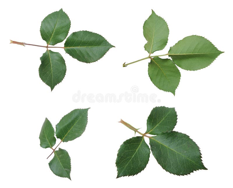 Foglie di Rosa immagine stock. Immagine di foglio, naughty - 35031849