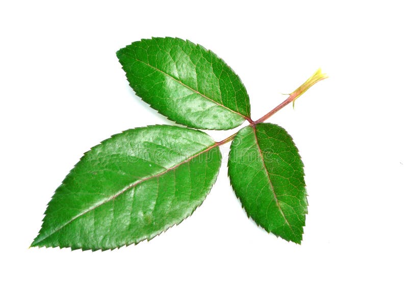 Foglie Di Rosa Isolate Su Fondo Bianco Fotografia Stock - Immagine di ...