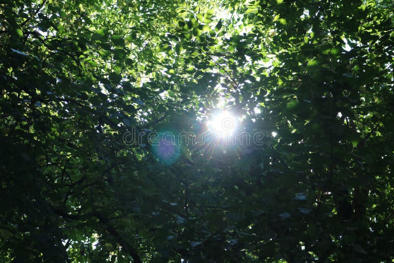 Foglie e rami immagine stock. Immagine di betulla, giardino - 98713703