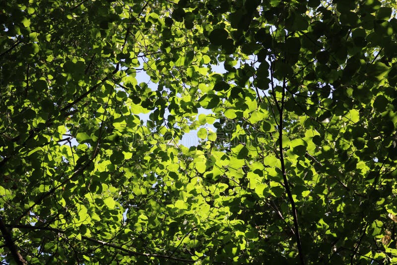 Foglie e rami immagine stock. Immagine di calce, olmo - 98716271