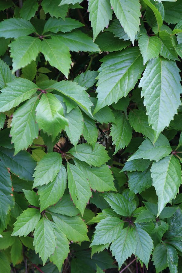 Foglie e rami immagine stock. Immagine di betulla, giardino - 98713703