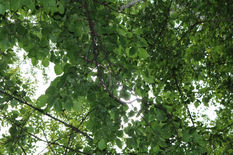 Foglie e rami dell'olmo fotografia stock. Immagine di materiale - 93968642