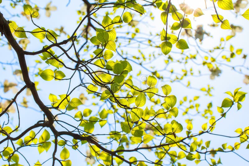 Foglie E Rami Freschi Di Corniolo (cornus Florida) E Di Sole Fotografia ...
